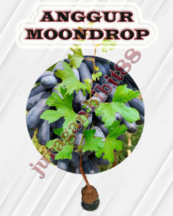 BIBIT ANGGUR MOONDROP || BIBIT ANGGUR IMPORT MOONDROP || TANAMAN BUAH ... BIBIT ANGGUR MOONDROP || BIBIT ANGGUR IMPORT MOONDROP || TANAMAN BUAH ...