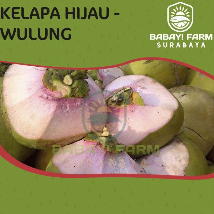 Buah Kelapa Muda Hijau Wulung / Degan Ijo Herbal Utuh - Kelapa Hijau ...