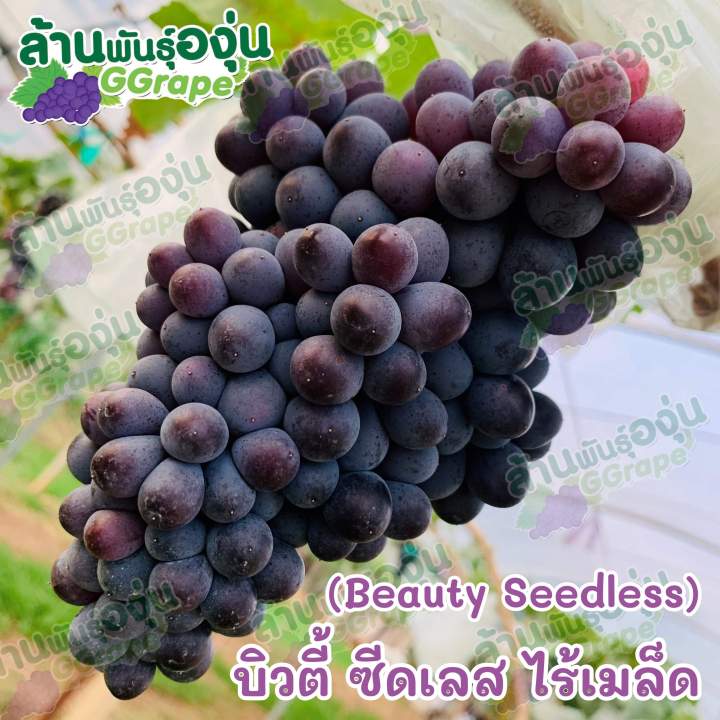 กิ่งพันธุ์องุ่น พันธุ์บิวตี้ ซีดเลส (Beauty Seedless) องุ่นไร้เมล็ด [10 ...