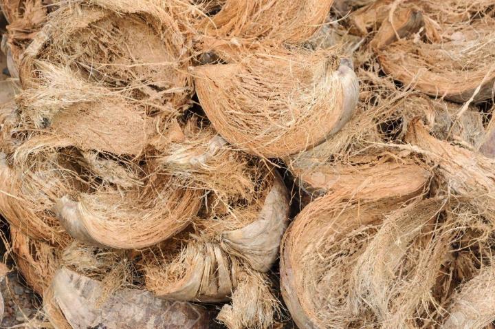 Coconut Husk / Bunot - equivalent to 2 pcs. of coconut | Lazada PH