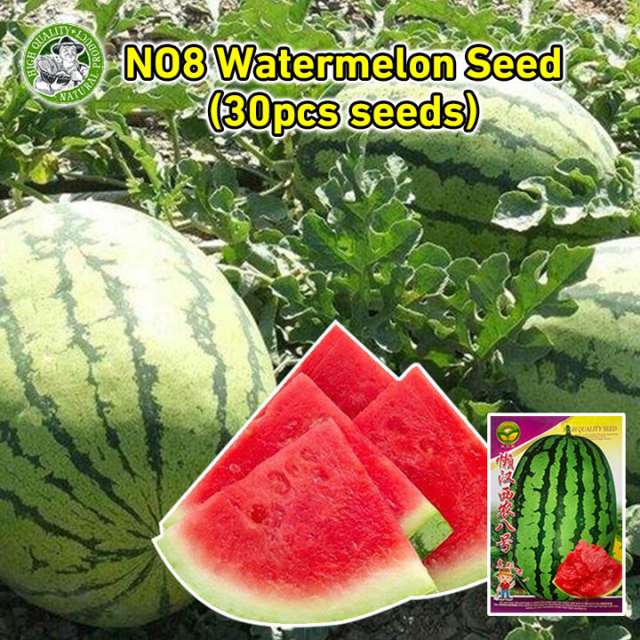 [ปลูกง่าย/COD] สินค้าดี มีคุณภาพ - เมล็ดแตงโมยักษ์ No.8 Giant ...