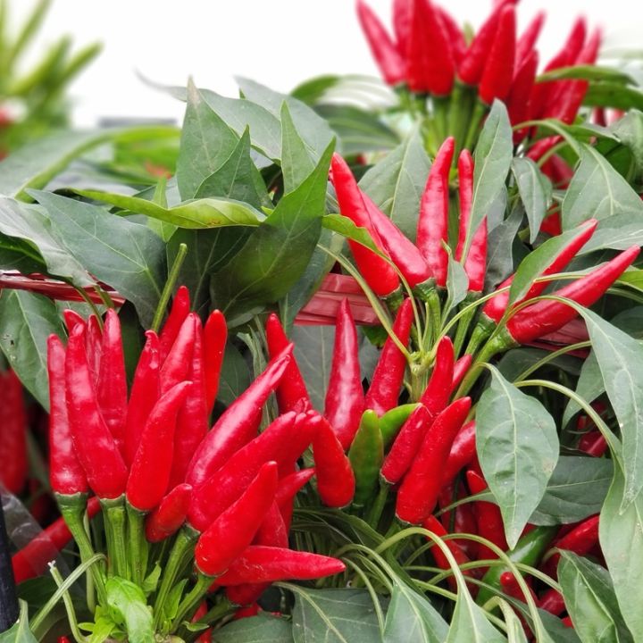 buy one get one free，50 seeds (not plants) /Chili/Chilli Padi Birds Eye ...