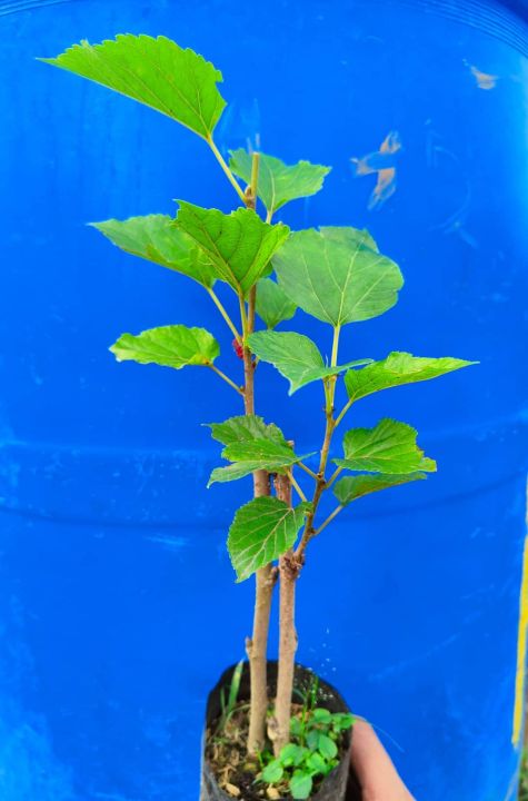 Mulberry Stem Cuttings (Live Plant) with FREE garden soil, and marble ...