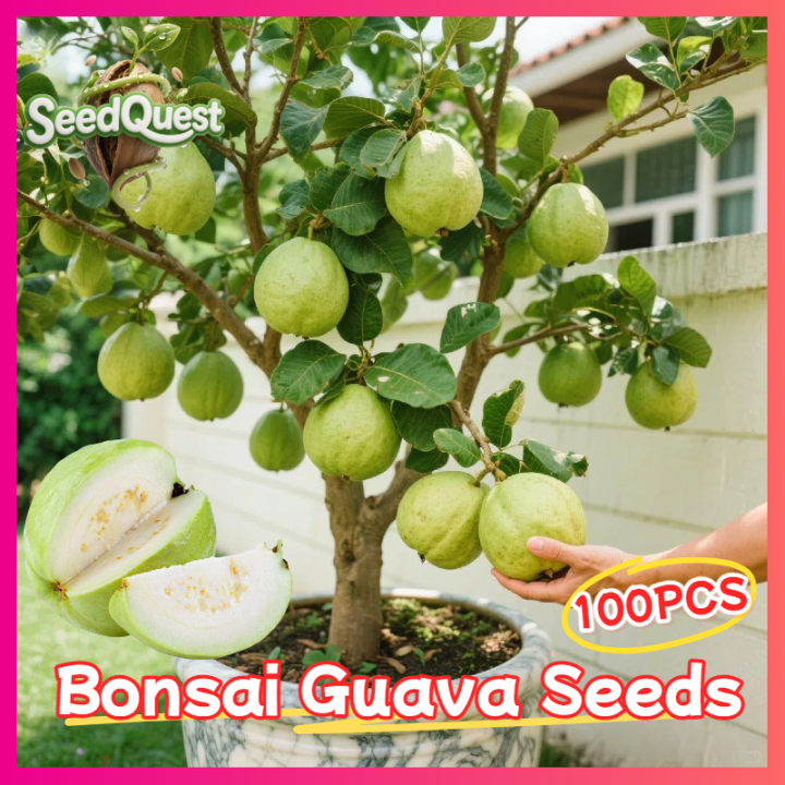 100% Original 100pcs Bonsai Guava Seeds for Planting Fruit Plants High ...
