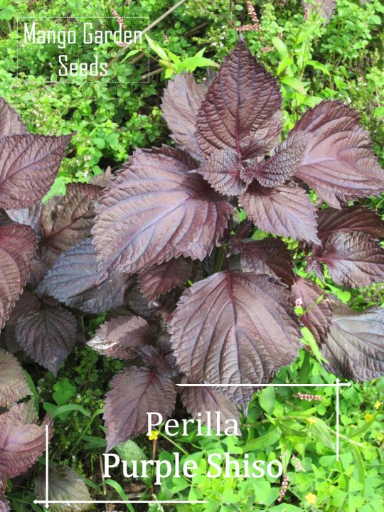 Organic Purple Shiso Seeds - 50+ seed *Pot Friendly* Tanam Pasu, Purple ...