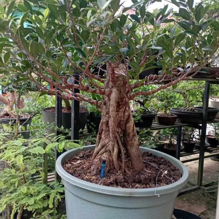 BONSAI KIMENG BERINGIN, POHON KIMENG, TANAMAN BERINGIN KIMENG | Lazada Indonesia