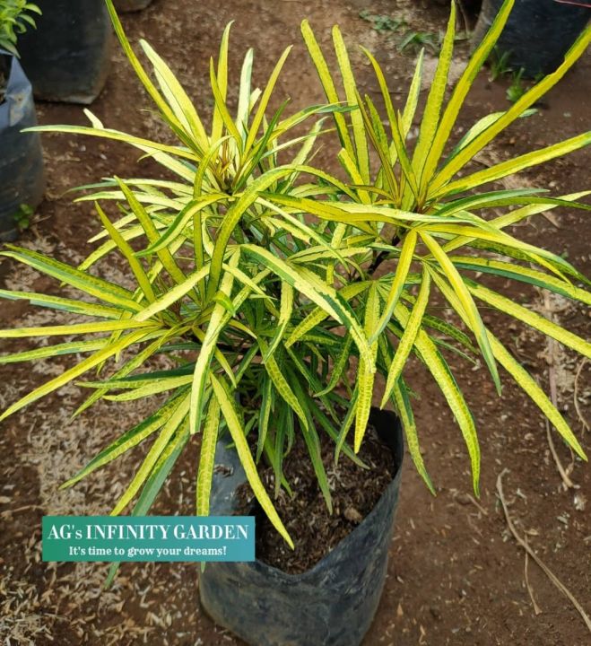 Golden Miagos Plant "Live Plant " With FREE plastic pot, garden soil ...