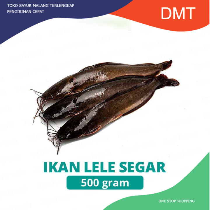 Ikan Lele Segar / Fresh - Sayur Sayuran | Lazada Indonesia
