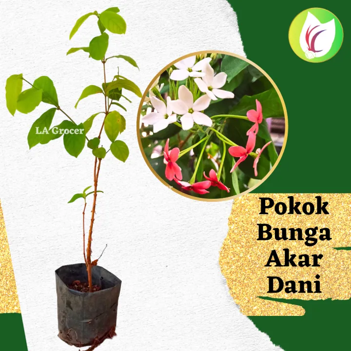 Pokok bunga Akar Dani Hawaii/Satu lapis (Anak pokok/keratan) Rangoon ...