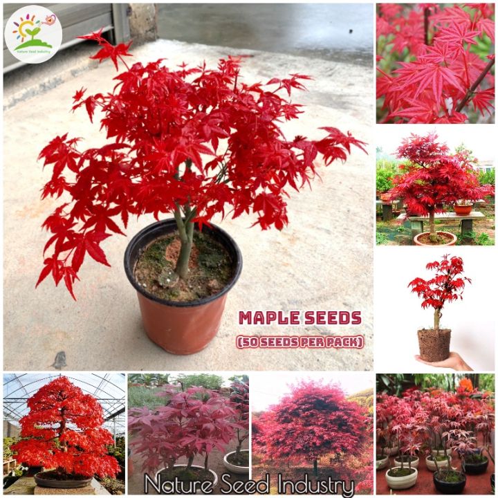 50pcs Red Maple Tree Seeds for Planting Acer Palmatum Bonsai Seed ...