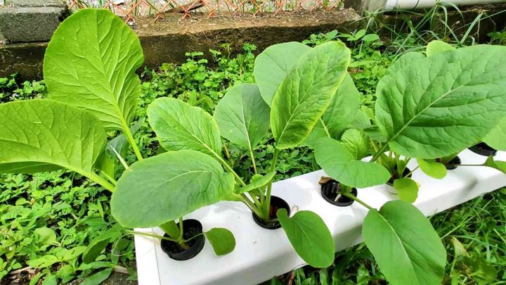 KIT HYDROPONIC SET / SET HIDROPONIK | Lazada