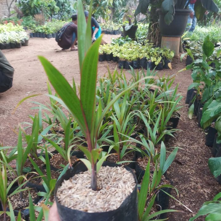 Bibit tanaman hias palem botol merah / pohon palem botol / tanaman hias ...
