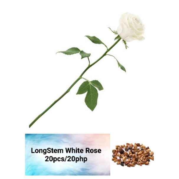 Long Stem White Rose Seeds (20pcs) | Lazada PH