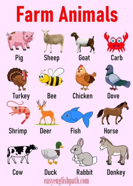 Farm Animals Laminated Educational Chart (A4) Mga Hayop sa Bukid Wall ...
