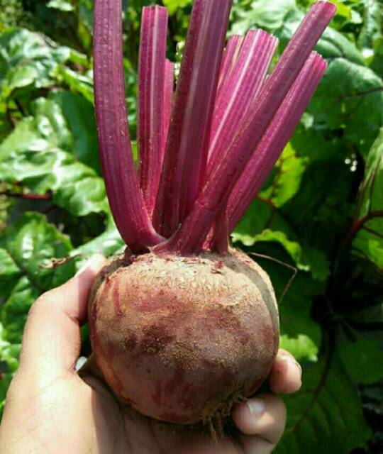 BUAH BIT/BEET ROOT 500 GRAM | Lazada Indonesia