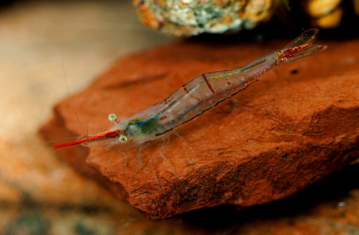 【Su's Aquatic】 PINOCCHIO / RED LONG NOSE SHRIMP - 红鼻子/ 红鼻枪蝦 【 #PDSA8474 ...