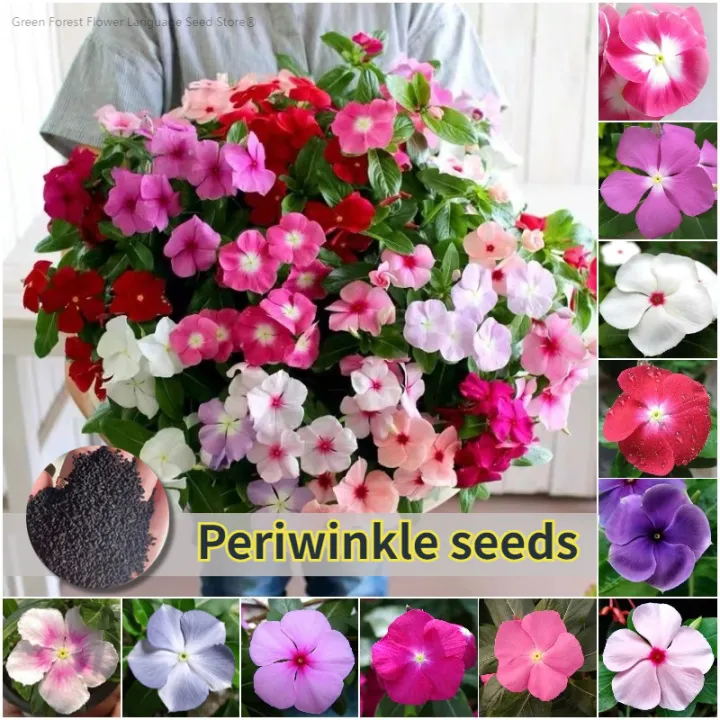 [Easy To Grow In Malaysia] 50pcs Mixed Color Vinca Periwinkle Flower ...