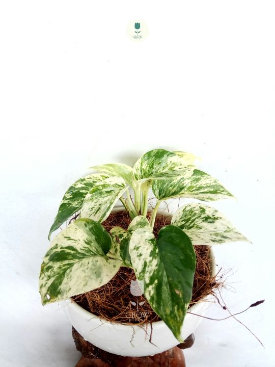 tanaman marble queen | Lazada Indonesia