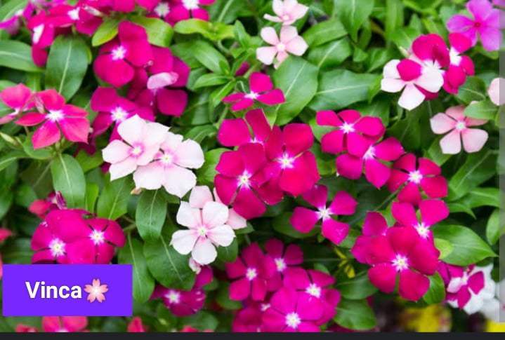 Vinca Chichirica Periwinkle I Fully Rooted I Live Plant I Hanging or ...