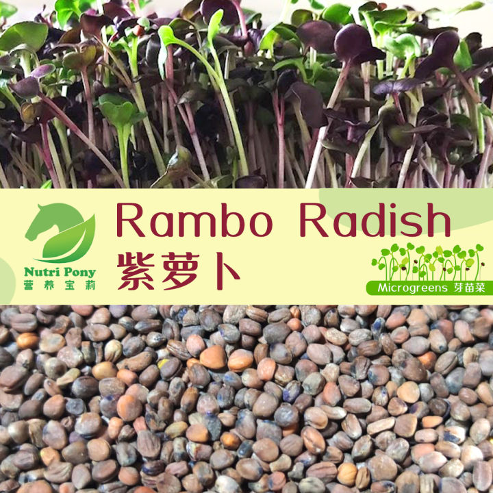 100 Grams Rambo Radish Microgreens Seeds Non-GMO 紫萝卜芽苗菜种子 Biji Benih ...