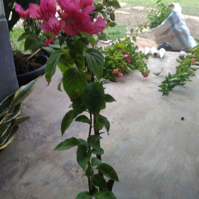 Tanaman Hias Bugenvill - Bunga Kertas - Pohon Bugenvil - Bonsai ...