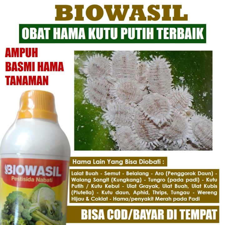 500 ML Biowasil Obat Hama Cabuk Putih / Kutu Putih Pada Cabe, Tomat ...