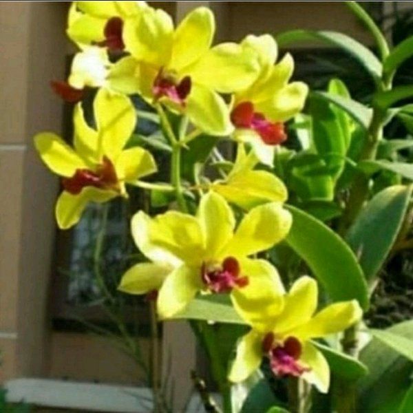 seedling anggrek dendrobium bunga kuning | Lazada Indonesia
