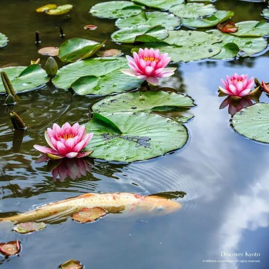 Daun teratai Fresh lotus leaf water Daun Teratai Kembang Bopong ...