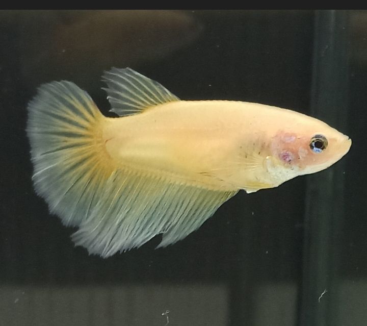 Betta Fish, Ikan Laga, 打架鱼/斗鱼 (Female/Betina/雌鱼) Halfmoon/Plakat | Lazada