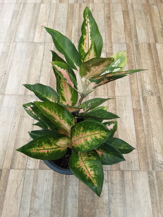 B0004 ต้นไม้มงคล : ต้นแก้วกาญจนา | Lazada.co.th