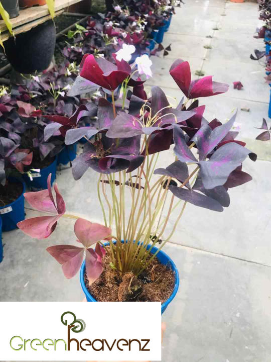 GNC - Oxalis Regnellii 'Atropurpurea' Live Plant Pokok Bunga Rama-rama ...