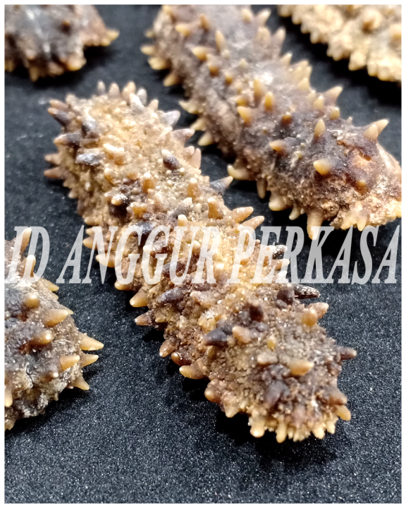 250GR TERIPANG DURI / GAMAT DURI / HAISOM DURI - KUALITAS PREMIUM ...