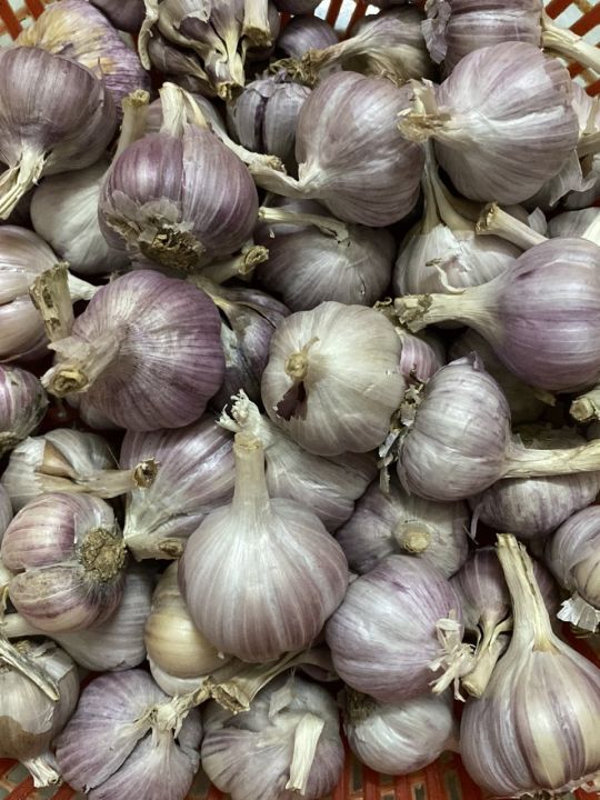 TỎI TÍM ĐÀ LẠT LOẠI 1 LỰA TỪNG CỦ , ( MIỄN SHIP ) tỏi tím lý sơn , tỏi ...