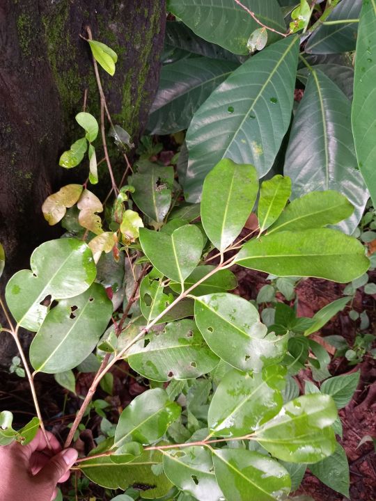 DAUN JUWET / DAUN JAMBLANG ISI 50 PCS | Lazada Indonesia