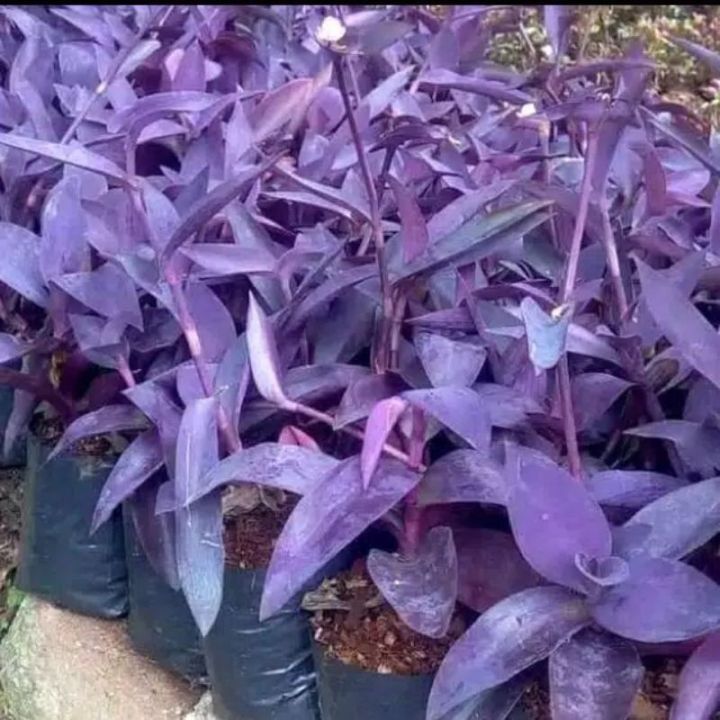 Tanaman Hias Daun Bunga Adam Hawa Ungu | Lazada Indonesia