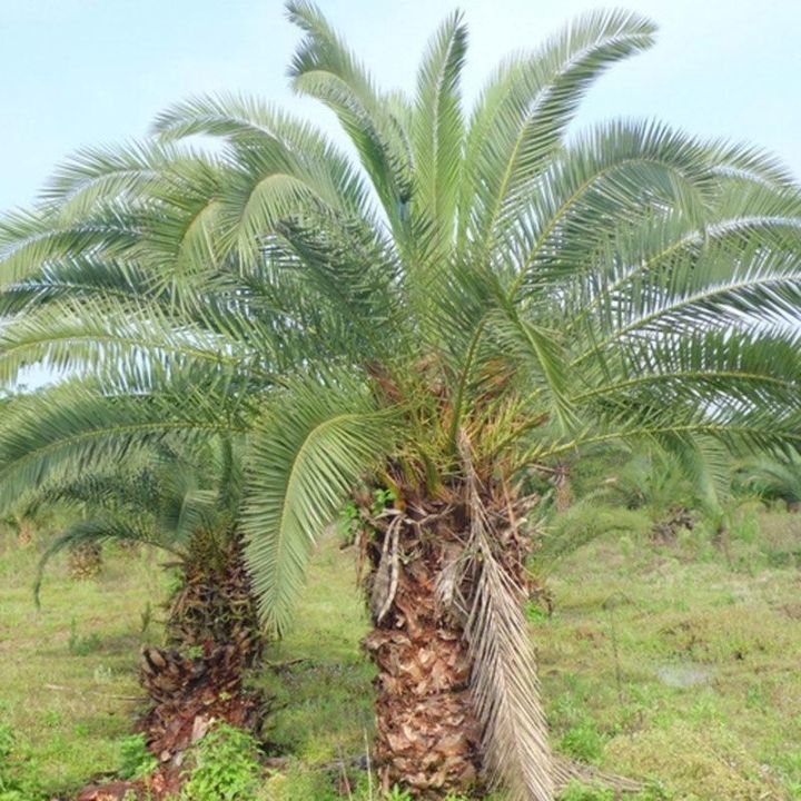 3 seeds Dates fruit seeds - Date Seeds imported from saudi dates fruit ...