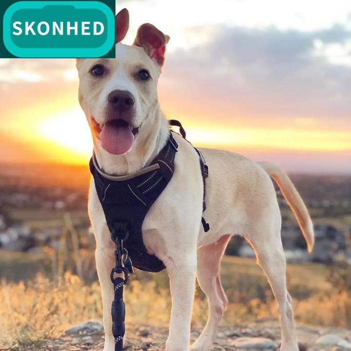 SKONHED Adjustable No Pull Dog Harness Vest Reflective Nylon Dog Chest ...
