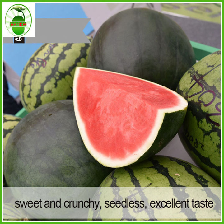 VK076（10 seeds）High-yield seedless watermelon seeds | Lazada PH