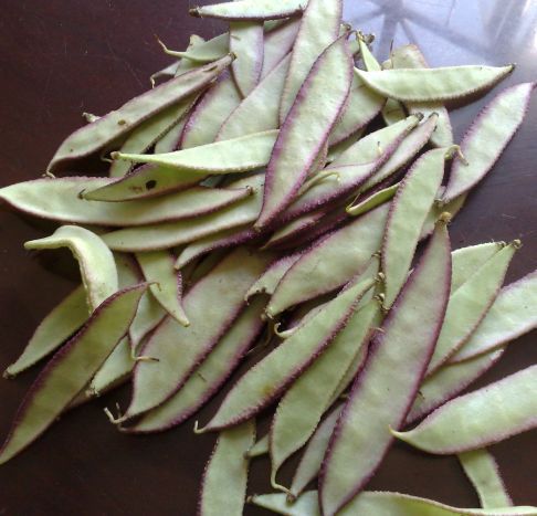 BATAO SEEDS - (5 seeds) vegetable seeds | Lazada PH