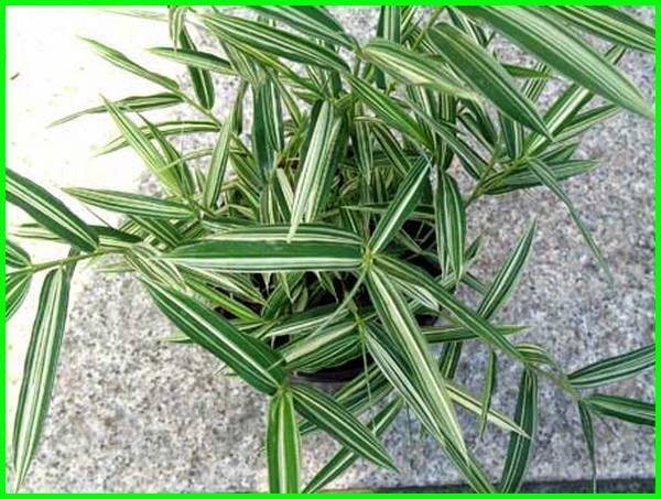 tanaman hias bambu kuning variegata/ stek | Lazada Indonesia