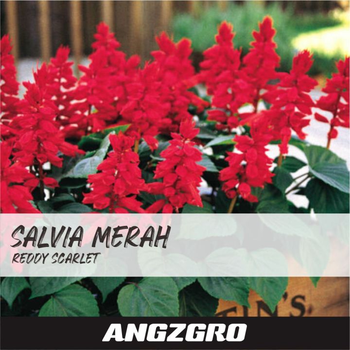 Benih Bunga Salvia Merah Reddy Scarlet 20 S Urban Farming Hidroponik ...