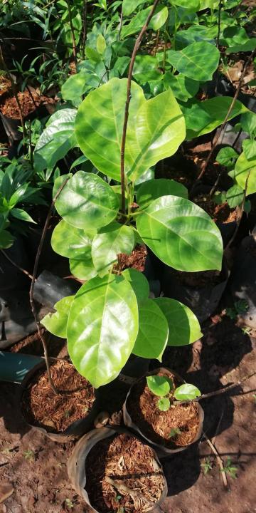 ต้นแมงดา(pimp tree)ความสูง40ซม.(1ชุด2ต้น) | Lazada.co.th