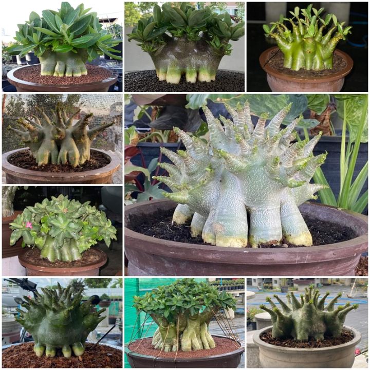 Benih Biji Adenium Arabikum Hibrid Godji Nomsod Series | Lazada Indonesia Benih Biji Adenium Arabikum Hibrid Godji Nomsod Series | Lazada Indonesia