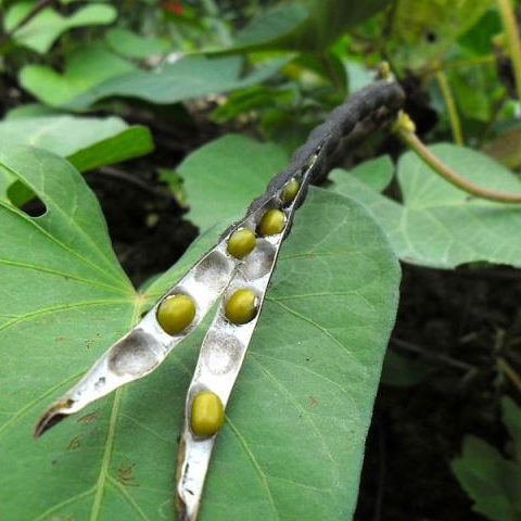 High Yielding MONGGO SEEDS / MUNGBEAN - (135 seeds) FOR PLANTING ONLY ...
