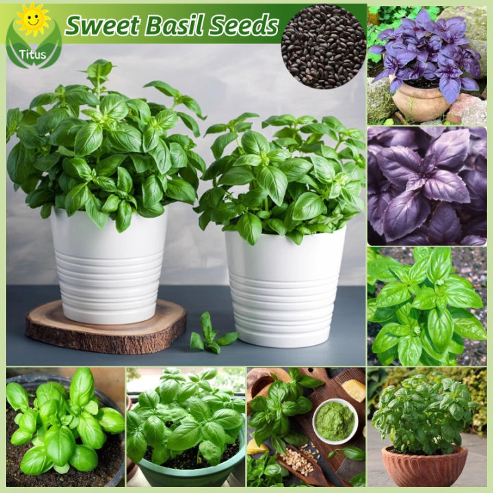 100% Legit Fresh Sweet Basil Seeds for Planting Vegetables (150pcs/pack ...