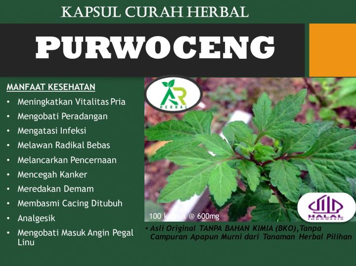 Kapsul PURWOCENG 100 Kapsul Herbal Curah | Herbal Stamina Pria | Lazada ...