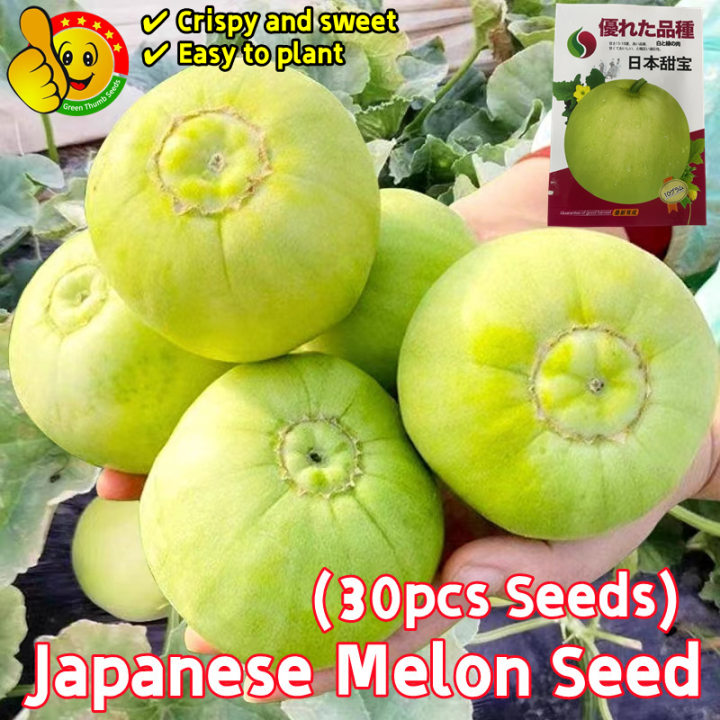 100% Original Crispy Sweet Japanese Melon Seeds for Sale (Fresh 30pcs ...