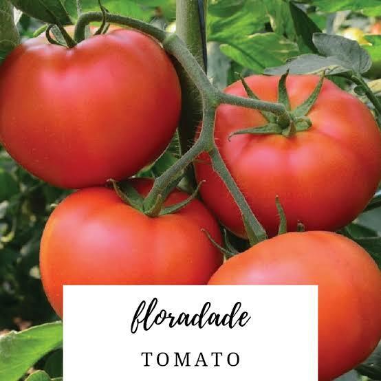 Floradade Tomato Seeds | Lazada PH