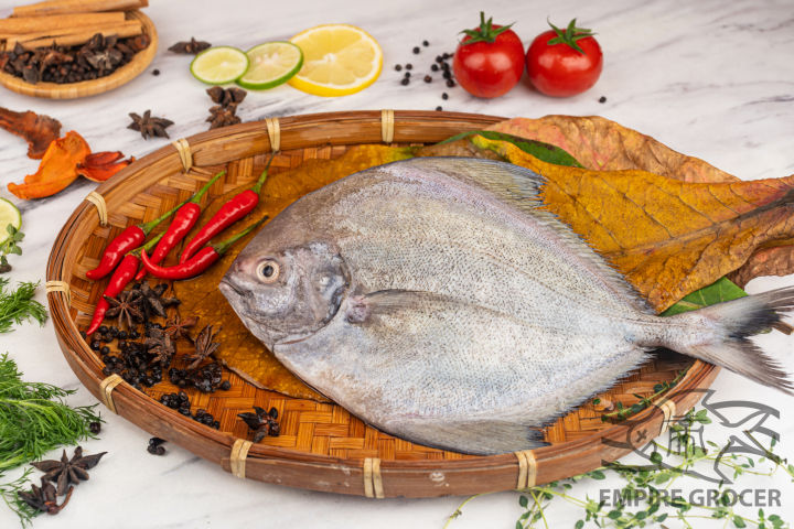 Frozen Black Pomfret Fish 1pcs (Local Wild Catch) | Lazada