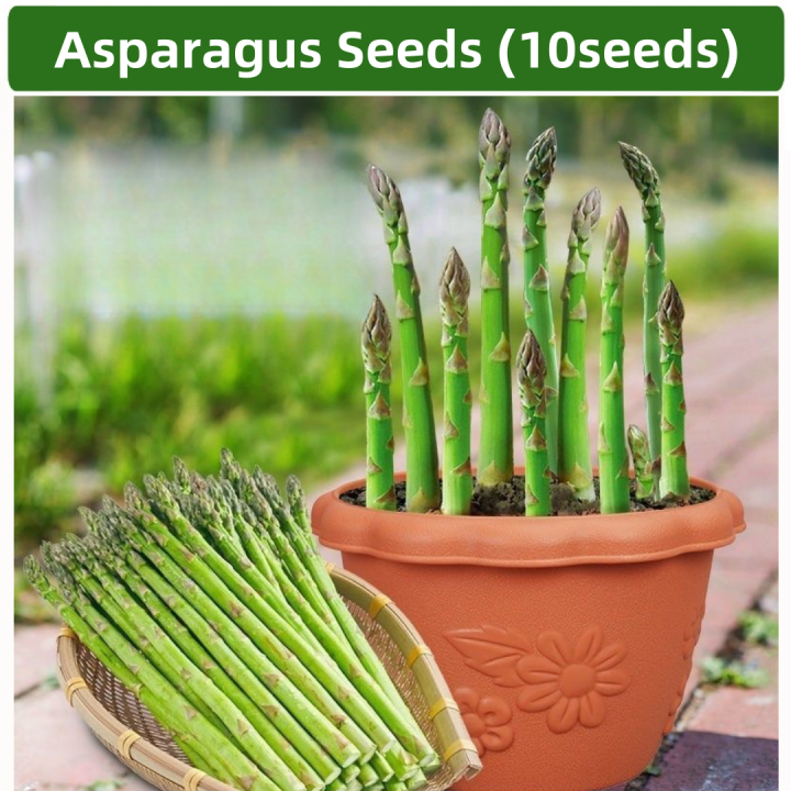 10 Seeds Organic Asparagus Seeds for Planting-High Yield F1 Asparagus ...